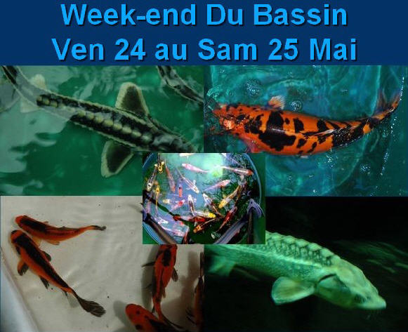 poisson bassin : carpe koi poisson rouge esturgeon